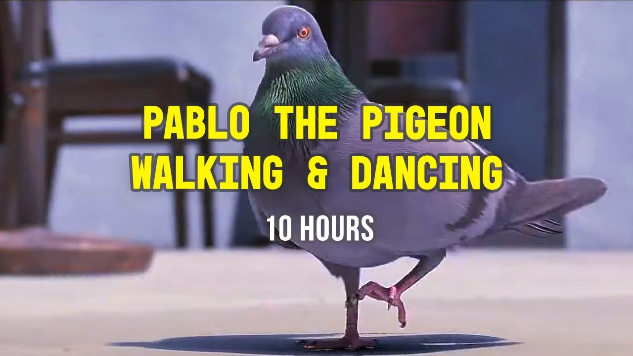 Pablo the Pigeon Walking & Dancing 10 Hours - YouTube