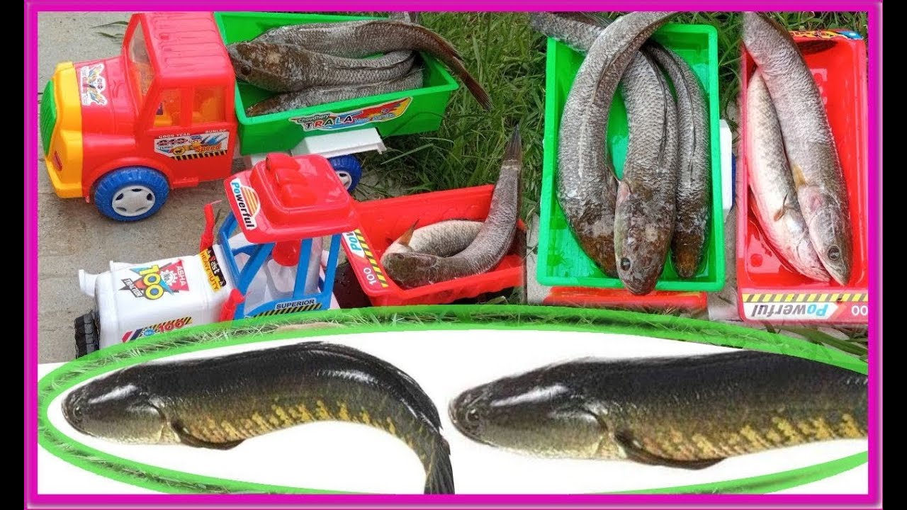 Fun playing with real fish|dump truck and tractor fish loading video ...