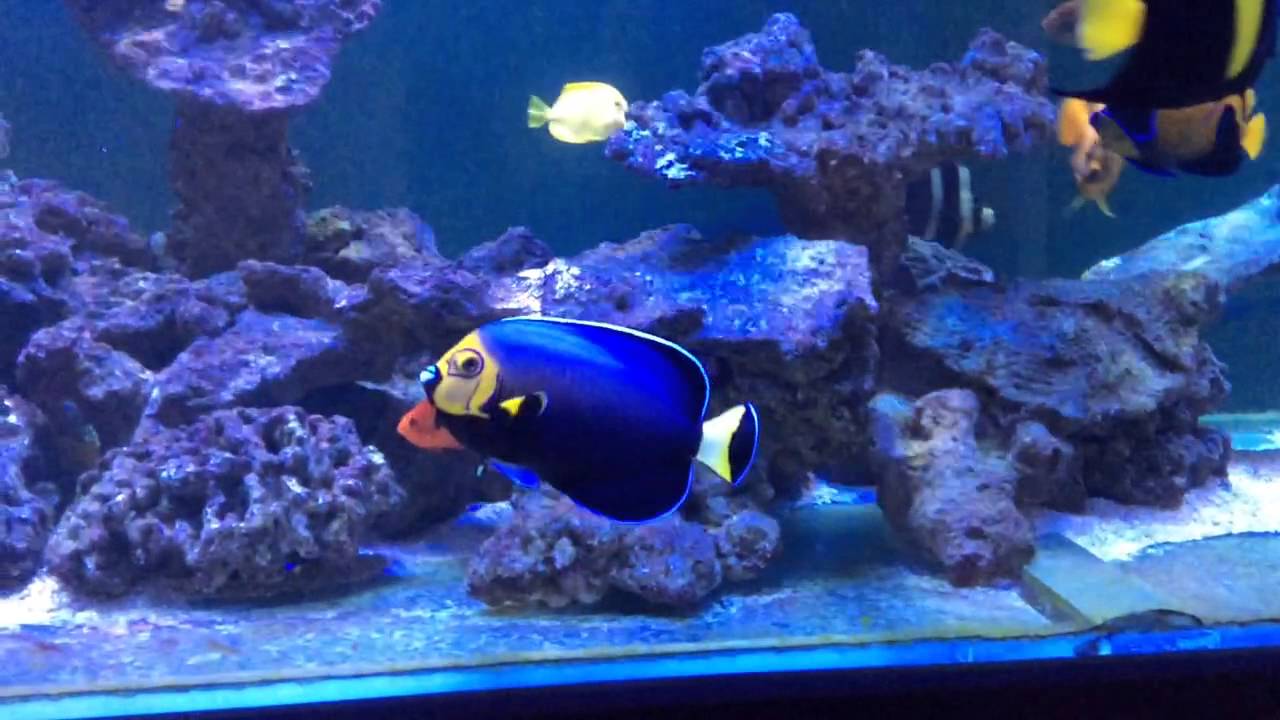 Aquarium Poissons marins tropicaux (saltwater fish tank) - YouTube