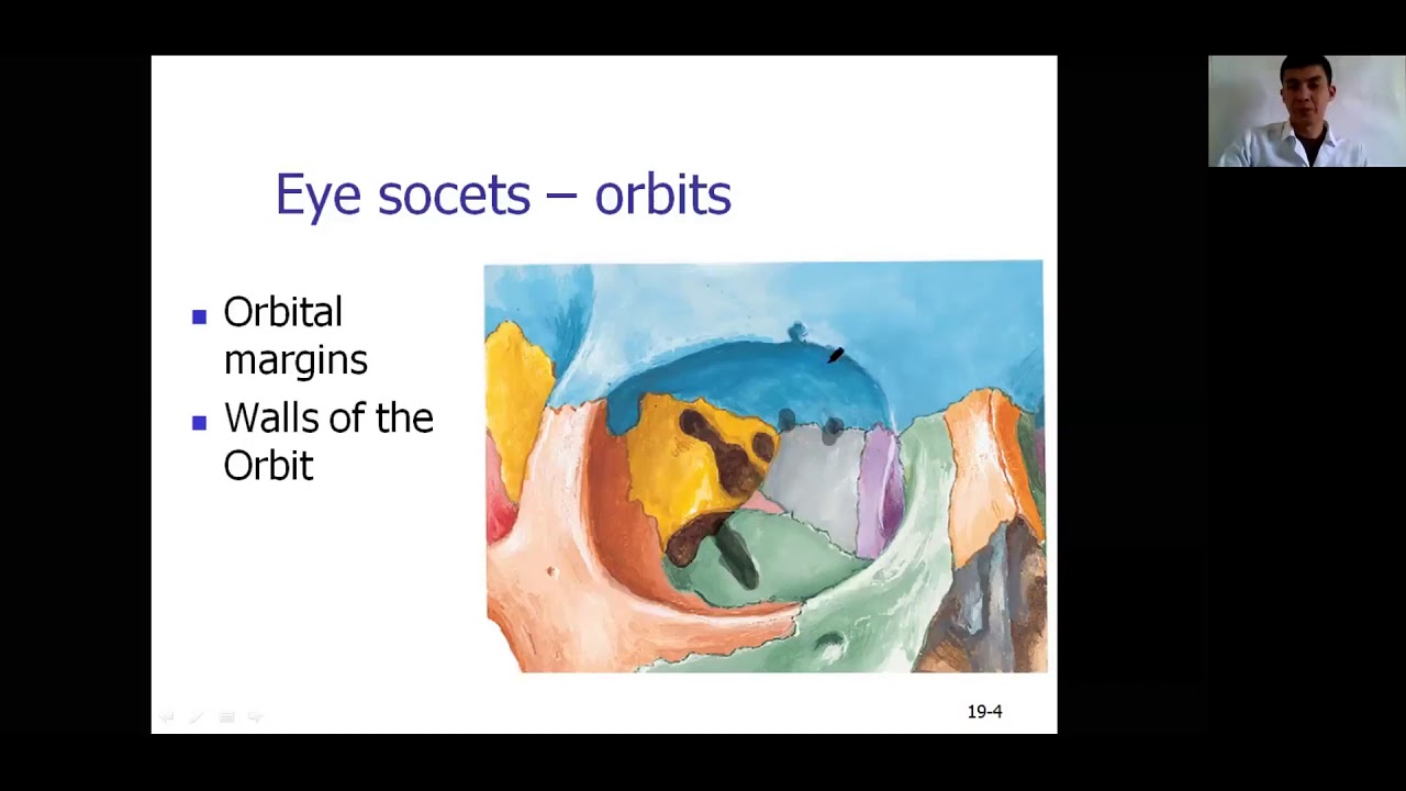 Anatomy lecture: Anatomy of eye - YouTube