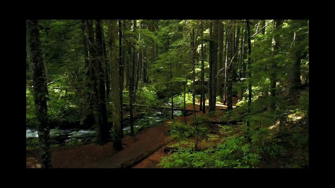 4K A Mossy Forest - YouTube