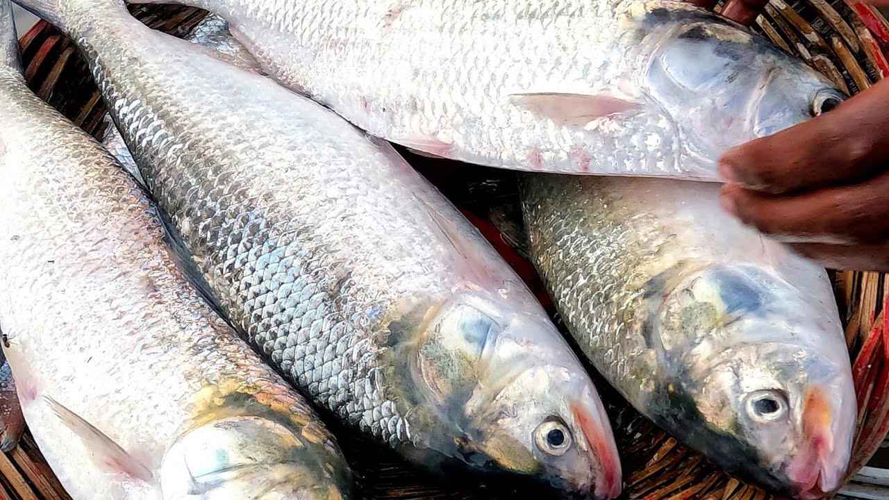 ২ কেজি সাইজের পদ্মার তাজা ইলিশ কতটা সস্তায় বিক্রি হলো দেখুন | Big ...