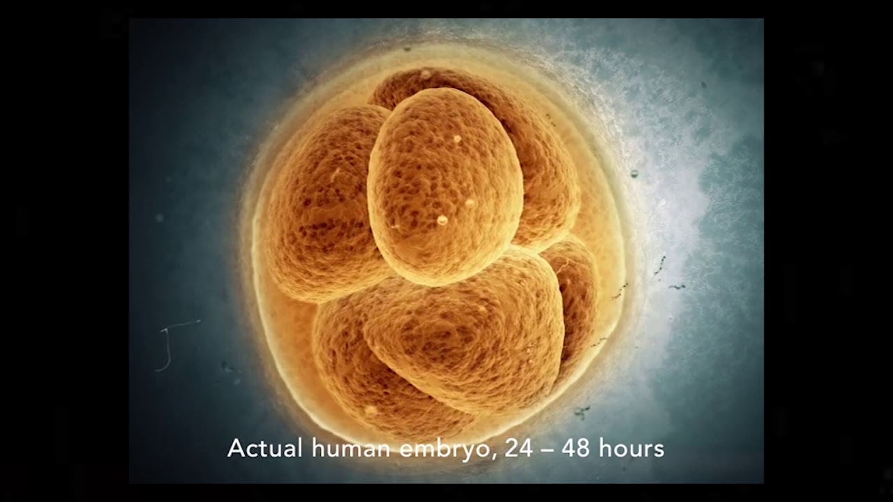 When Does Human Life Begin? - YouTube