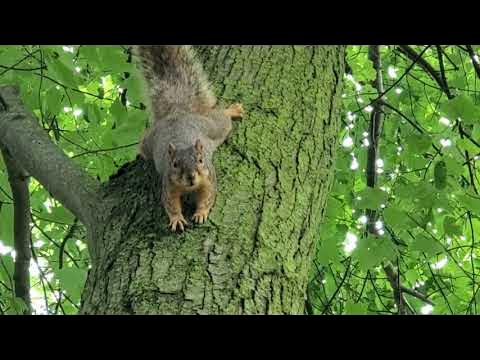 Random Squirrel talking to us 💬 in the tree - YouTube
