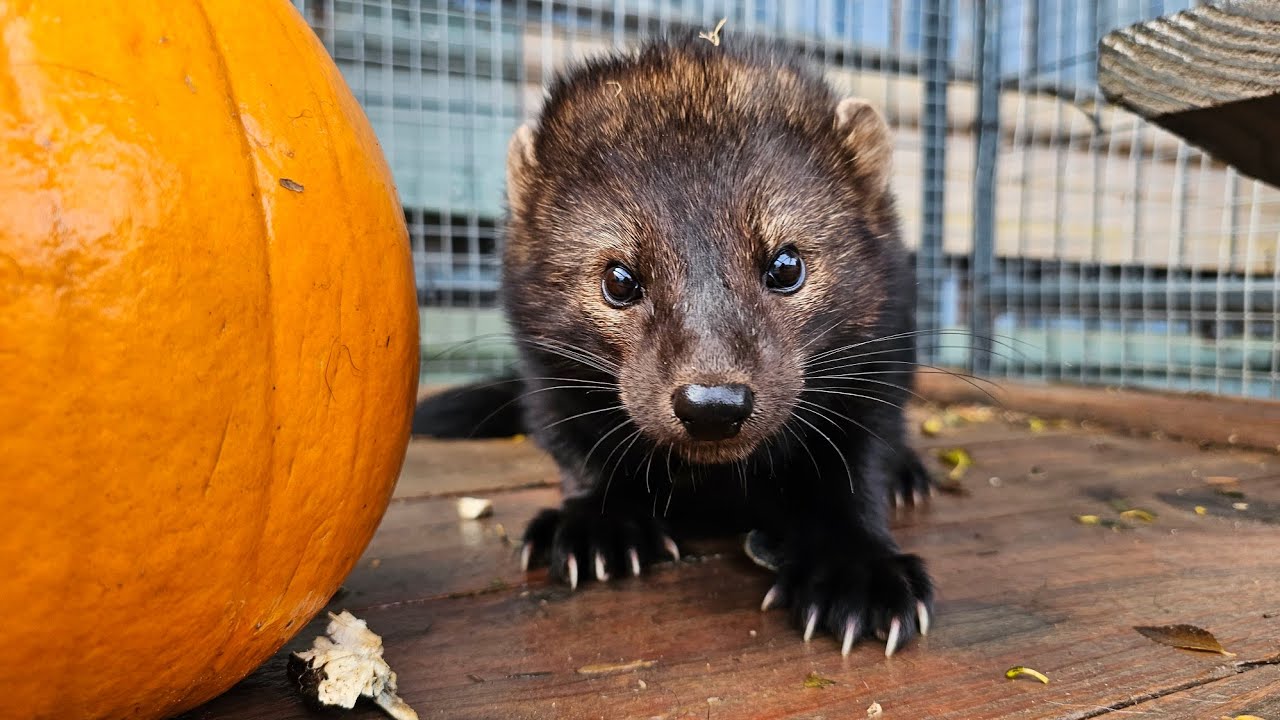 Fishercat eats freeze dried fish and growls - YouTube