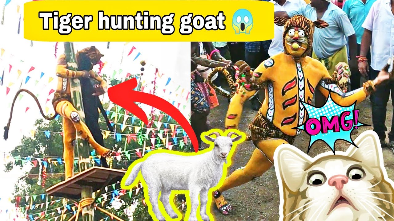 Puliyattam | Tiger hunting goat😱 |Traditions ️ #village #fastivel - YouTube