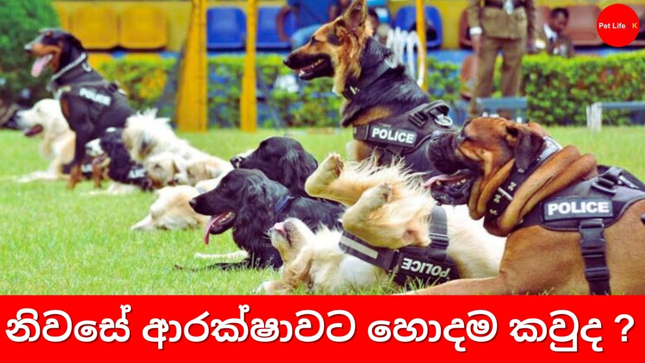 ආරක්ෂාවට ඇතිකරන්න හොදම කාවද ? | Five best Guard dogs Sinhala - Pet life ...