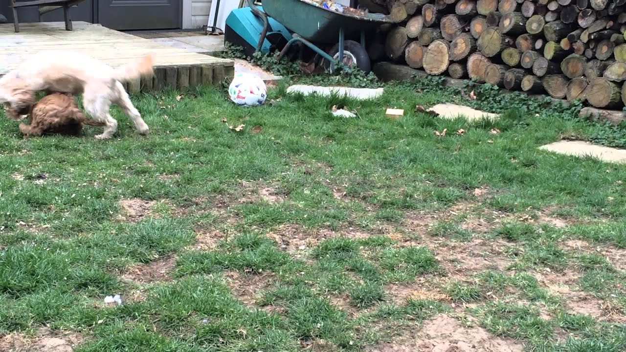 9 week old Cassie and Lulu playing cockapoos - YouTube