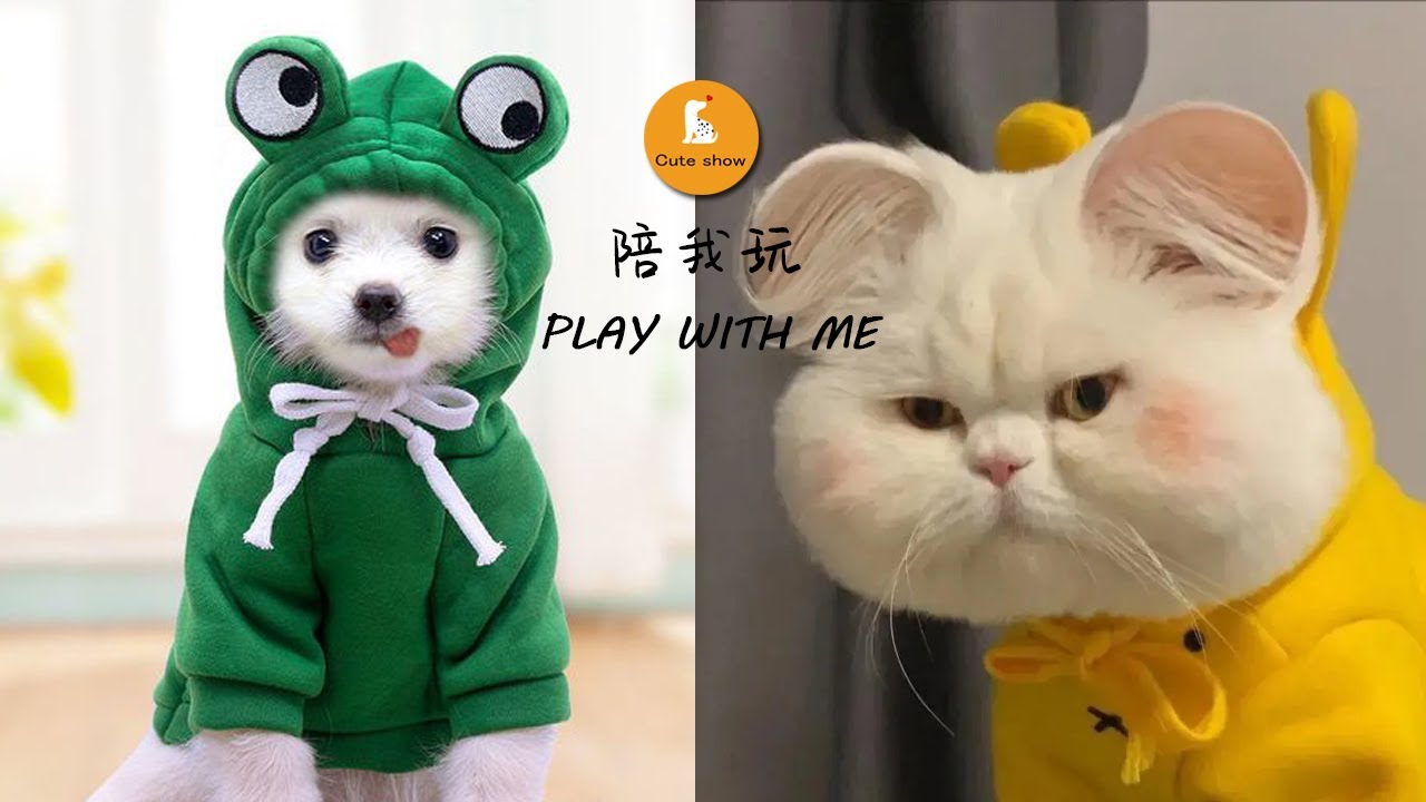 Cute show可爱秀-Cute Pets Collection可爱动物合集. - YouTube