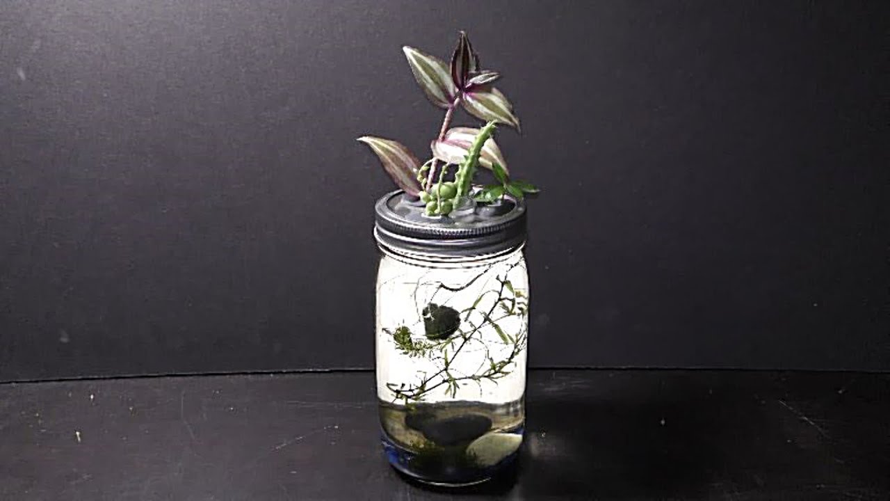 How to Make Floating Marimo Moss Ball - YouTube