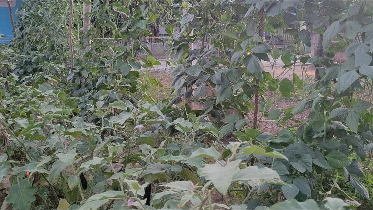 ANG AMING GULAYAN SA PROBINSYA/ OUR VEGETABLE GARDEN IN THE PROVINCE 🍅🍆 ...