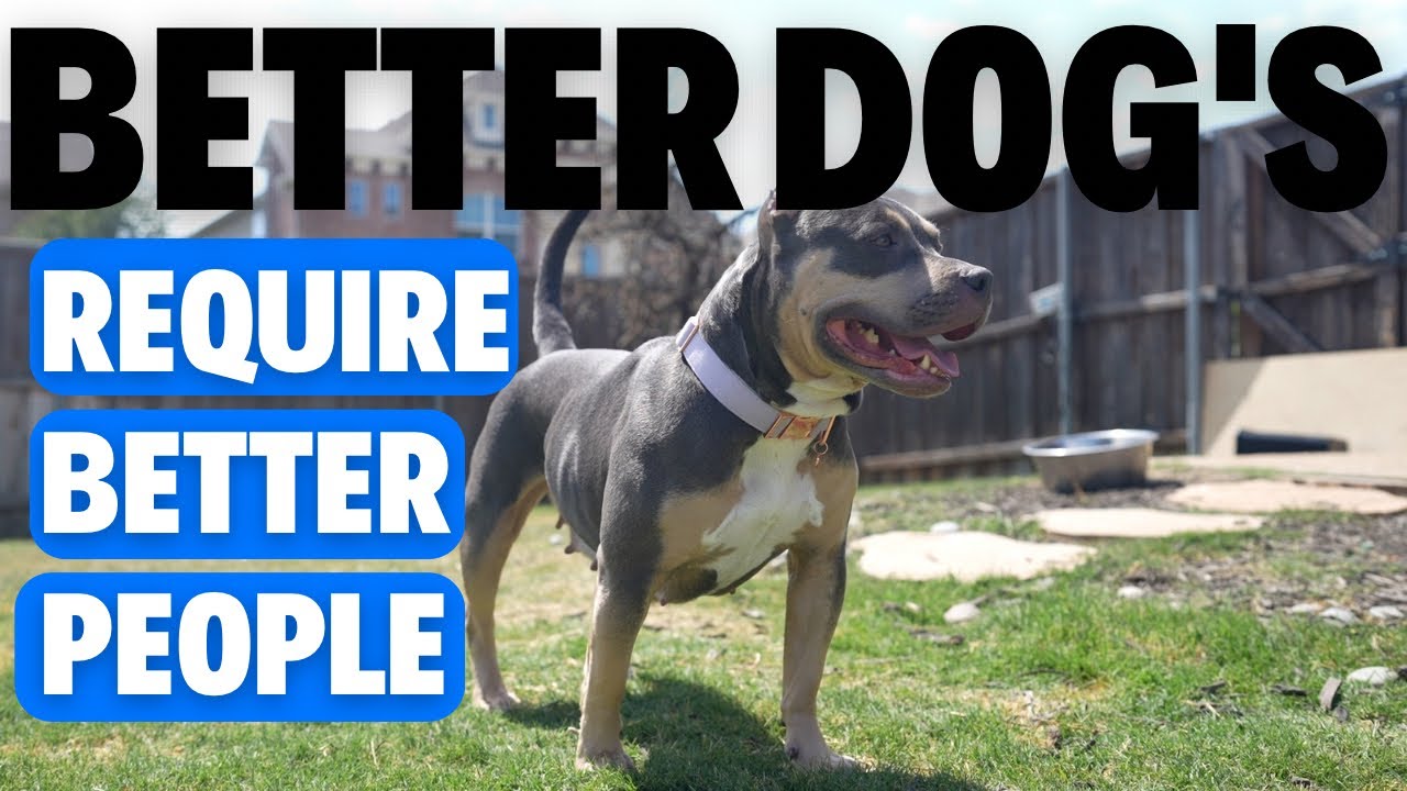 Better Dogs Require Better People - YouTube