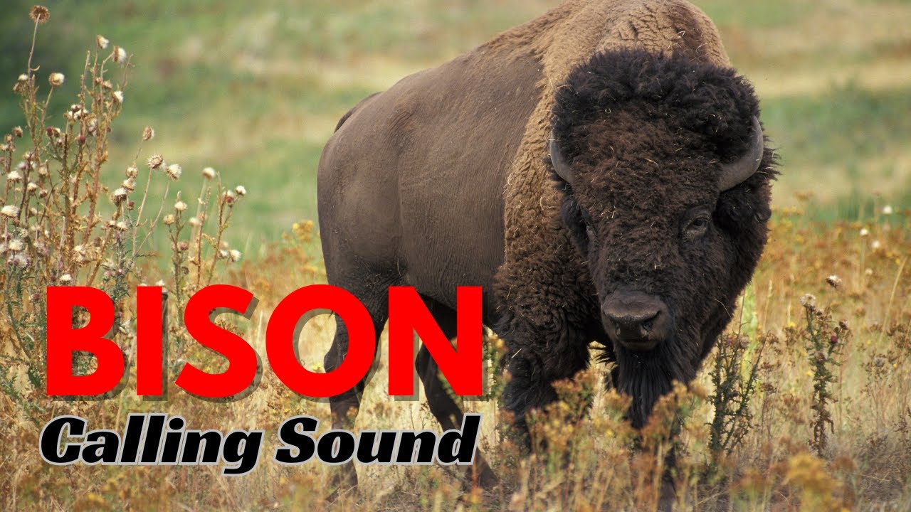 Bison Calling Sound - YouTube