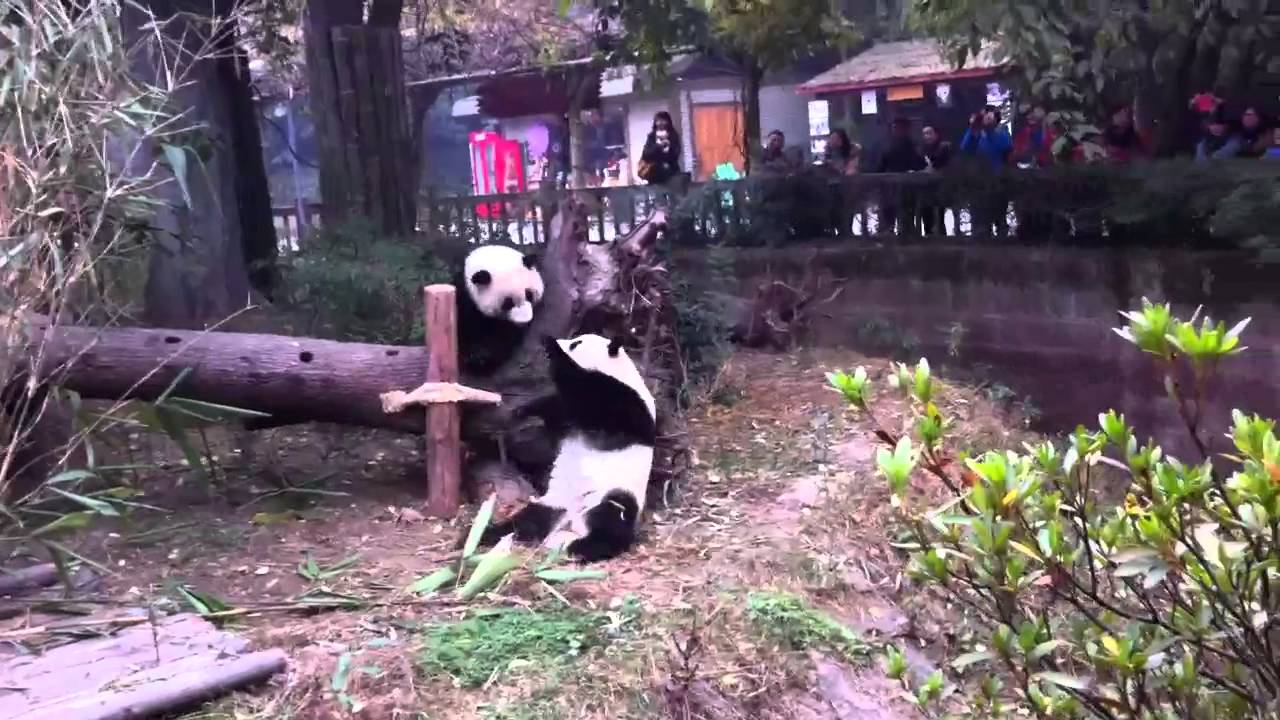 Pandas Fighting - YouTube