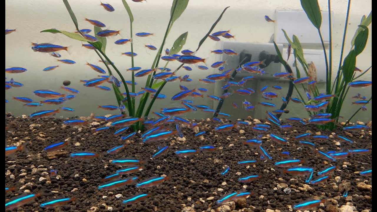 The Neon Tetra: Vibrant Colors and Serene Beauty in Your Aquarium - YouTube