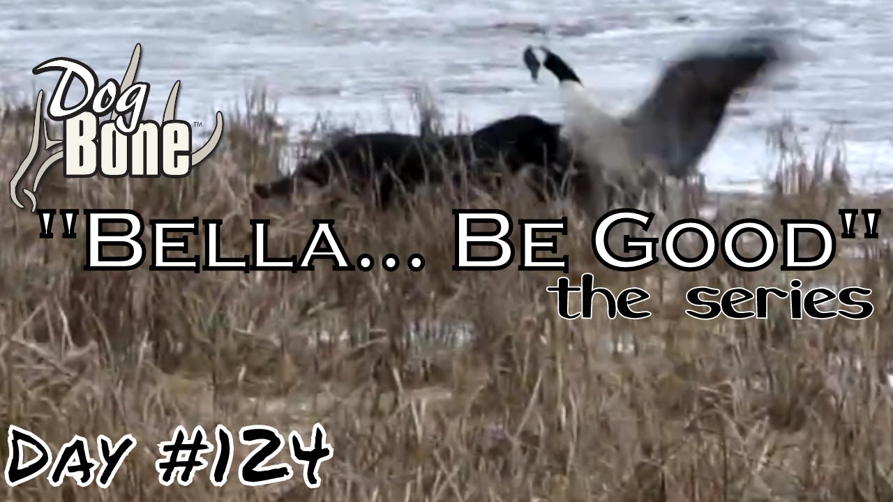 "Bella... Be Good" Gun Dogs First Goose Retrieve | Ep: #124 - YouTube