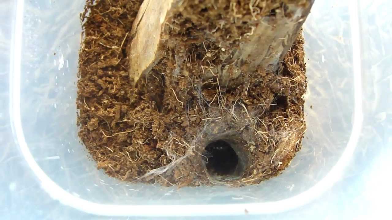 Orphnaecus sp. blue panay - YouTube