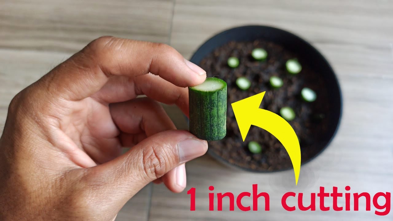 Can we grow snake plant from one inch long leaf cuttings? - YouTube
