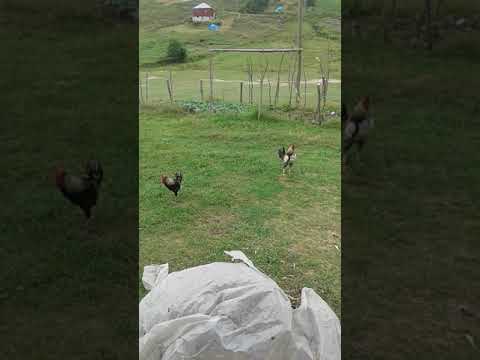 Hint vs kırma denizli