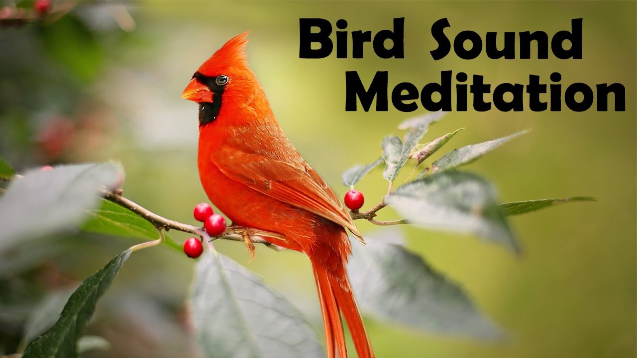 Bird meditation - meditation bird sound - YouTube