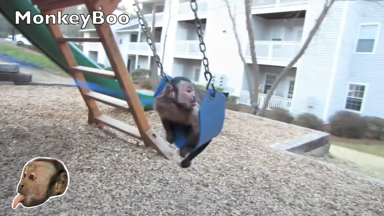 Monkey Swinging and Sliding! - YouTube