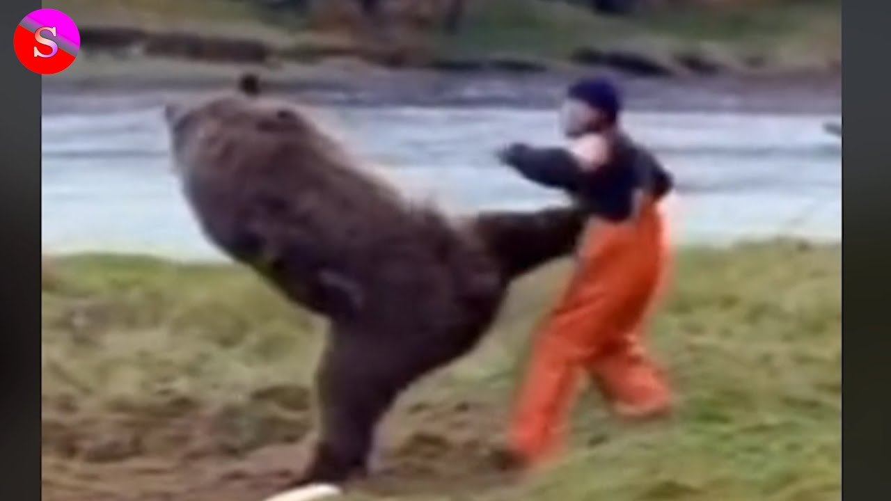 Top 5 Bears - YouTube