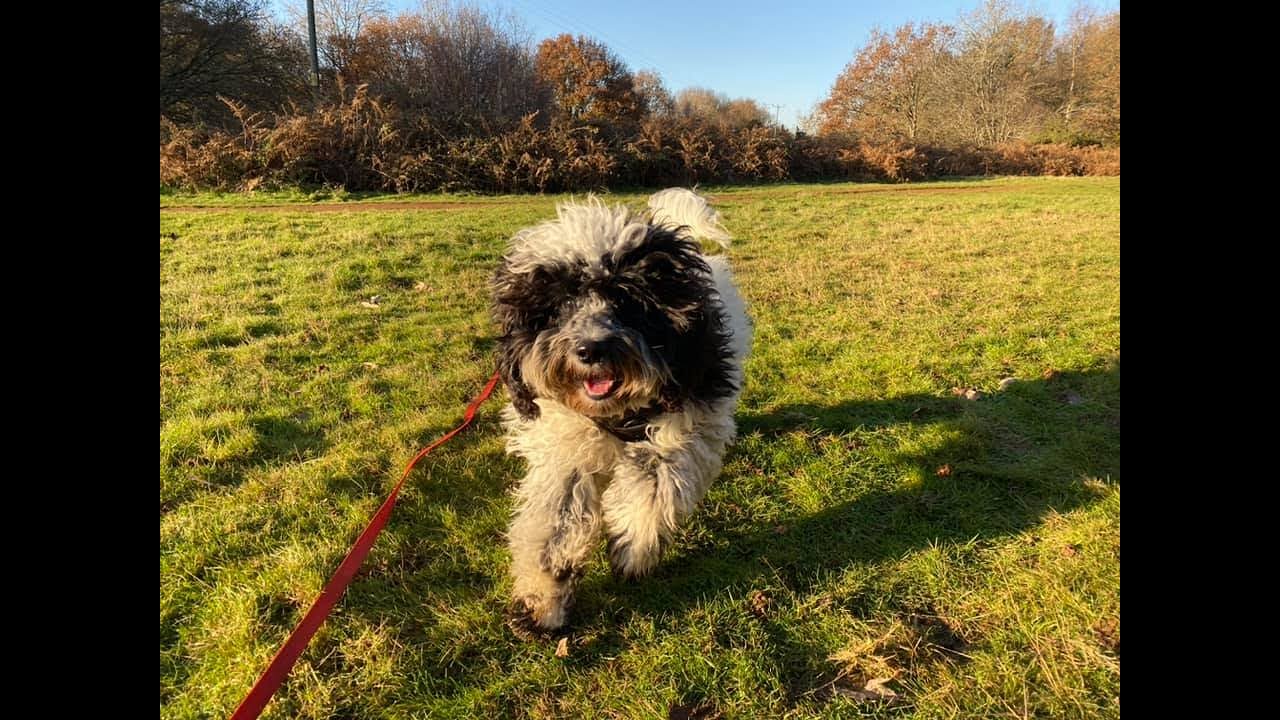 Milo the Cockapoo - 4 Weeks Residential Dog Training - YouTube