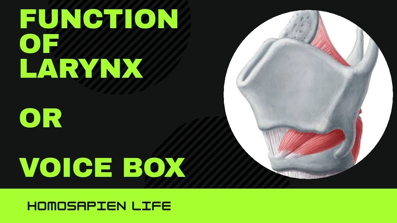 Function of larynx | Voice Box - YouTube