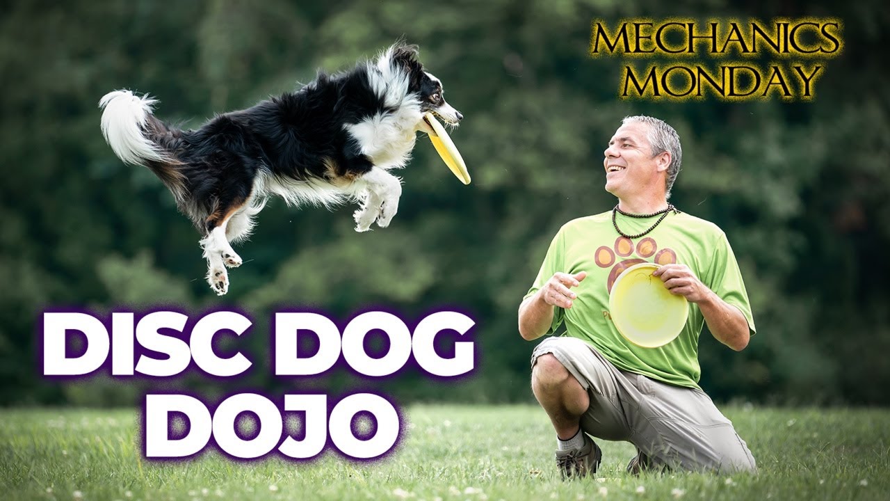 🐶🥏🥋 Master the Mechanics of DiscDogging: Tune in to DiscDog Dojo #80 Mechanics Monday 💨🐶🍪 - YouTube