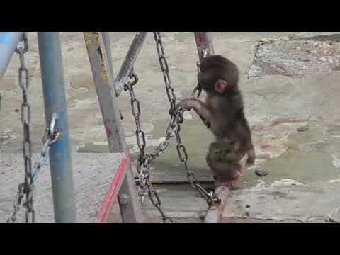 Monkey baby trapped and save by mother - YouTube