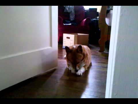 Howling Corgi: Sam is waiting for mom to come home - YouTube