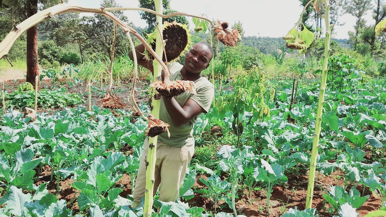 Harvesting and sorting certified Sunflower Seeds. - YouTube