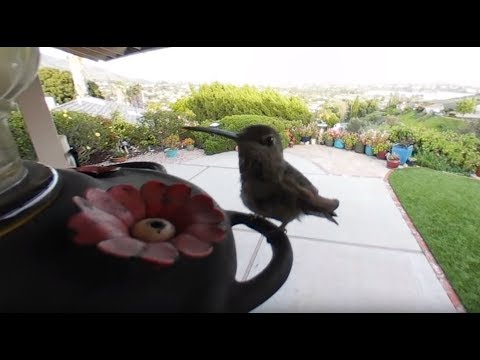 Hummingbird Close Up in 360 - YouTube