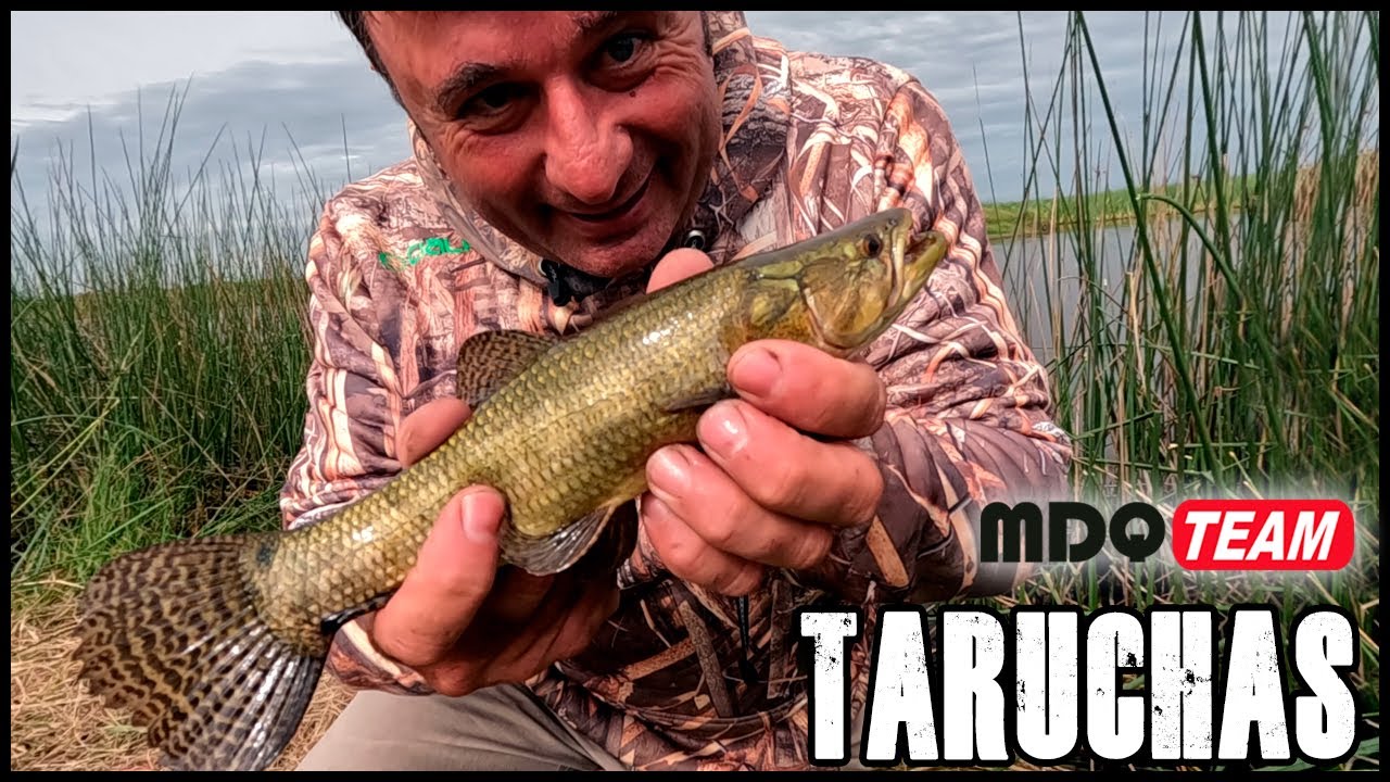 PESCA Y COCINA - TARARIRAS Y CHORI BURGUERS - YouTube