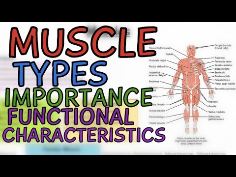 The 3 Kinds of Muscles in Body - Health | NoahStrength.com