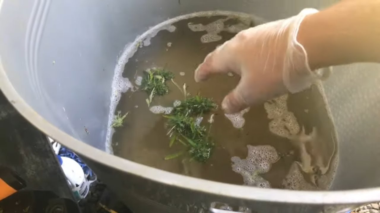 How to deal with mold and bud rot when harvesting your cannabis flowers ...