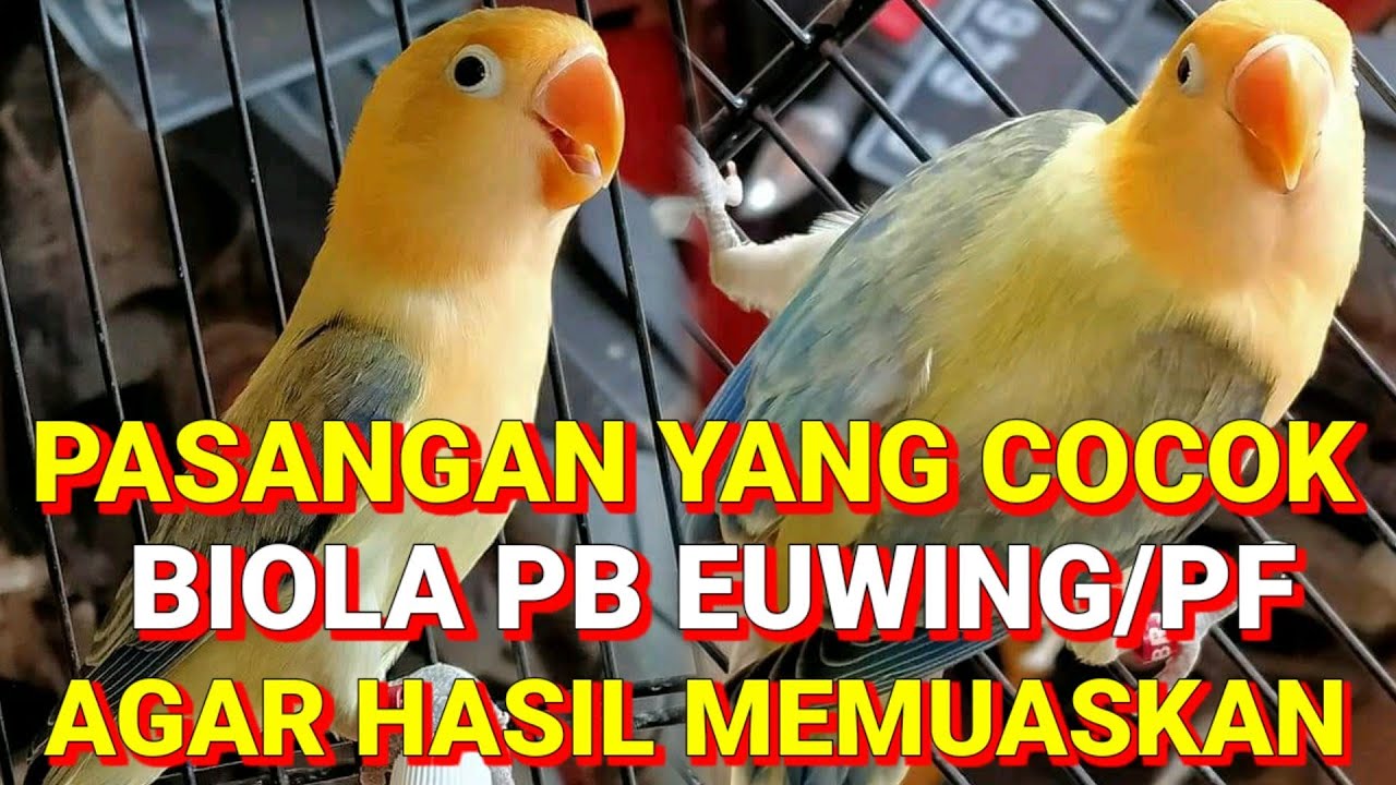 Pasangan yang cocok untuk biola PB Euwing split pf agar hasil anaknya ...