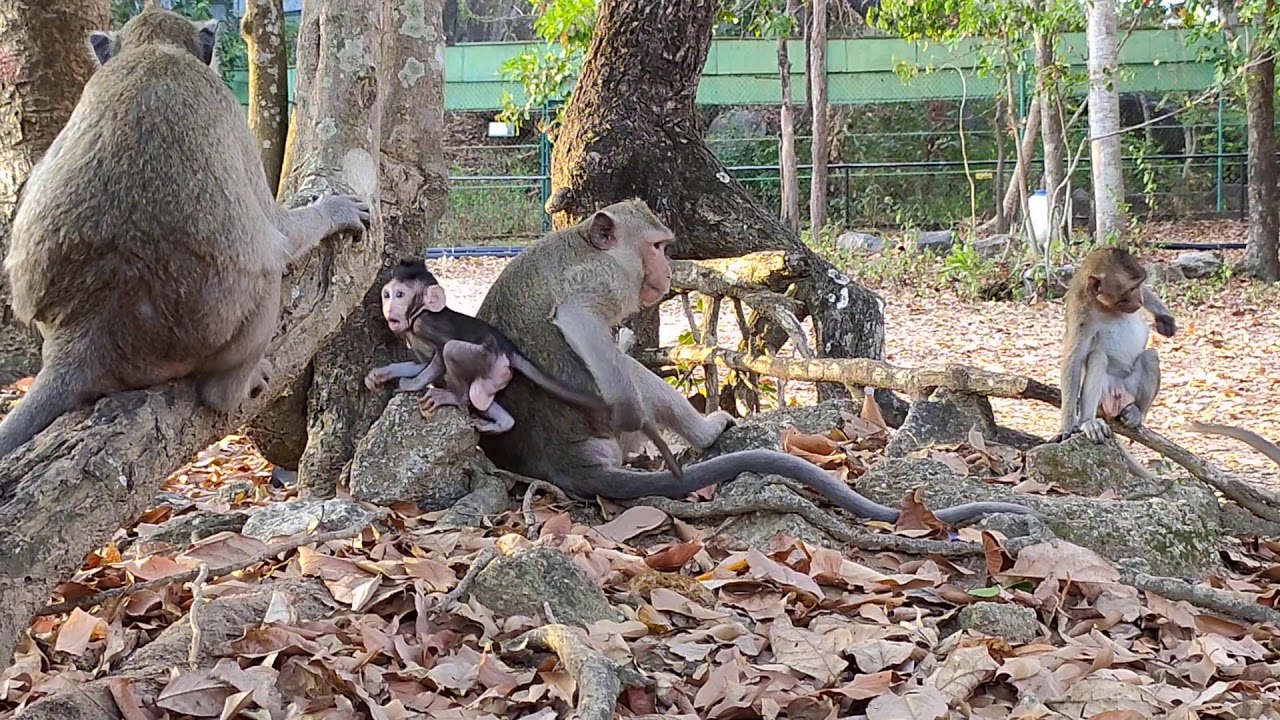 alot of baby monkeys playing everning by animals khmer - YouTube