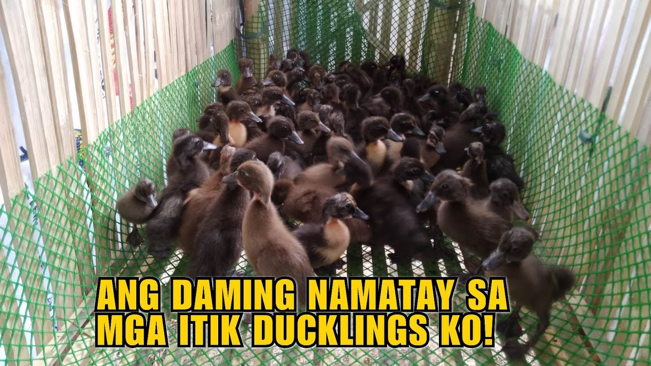 ANG DAMING NAMATAY SA MGA ITIK DUCKLINGS KO! - YouTube