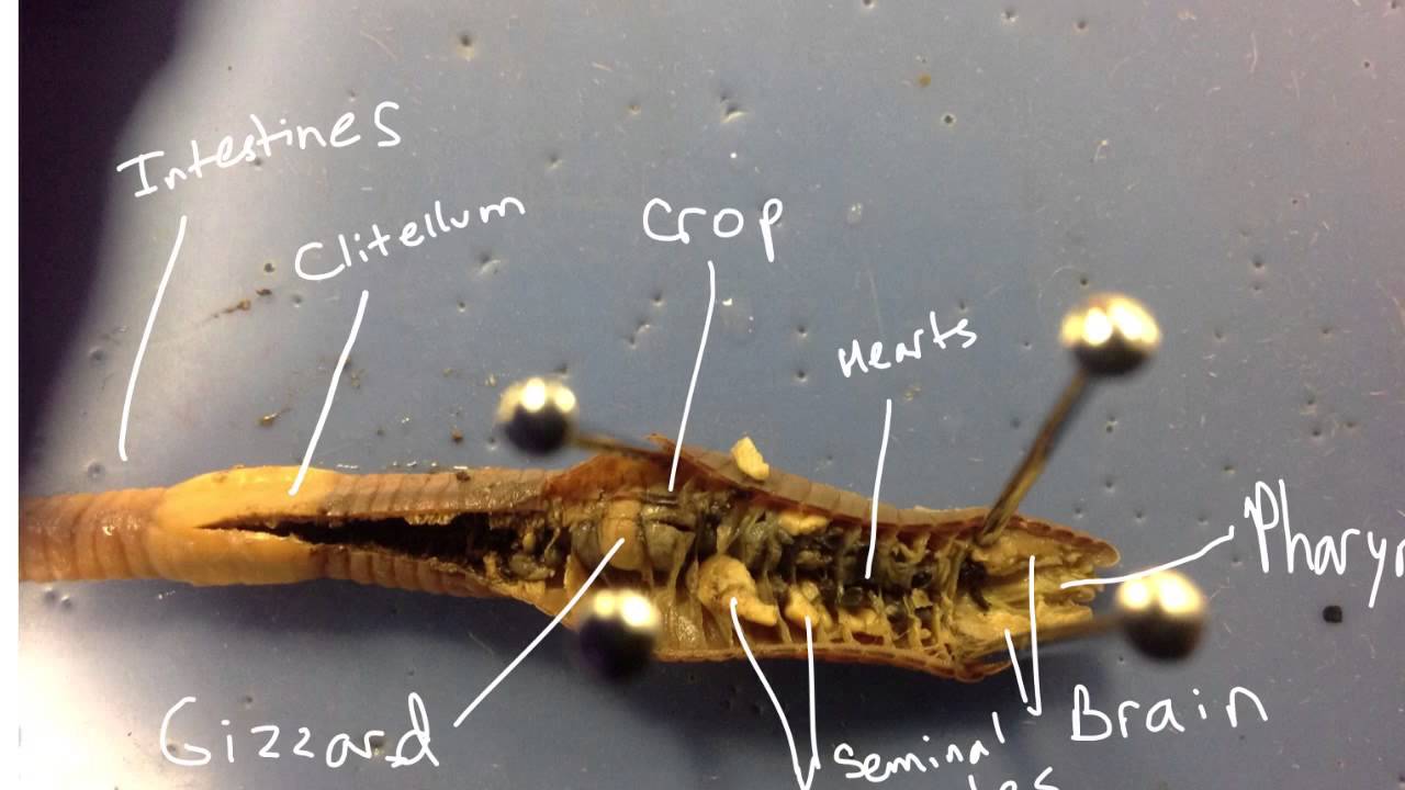Worm Dissection - YouTube