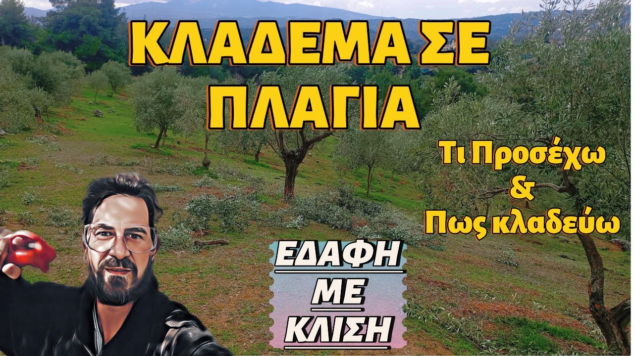 ️ΚΛΑΔΕΜΑ ΕΛΙΑΣ🫒ΚΛAΔΕΜΑ ΣΕ ΠΛΑΓΙΑ-ΕΔΑΦΗ ΜΕ ΚΛΙΣΗ⛰️#κλάδεμα #κλάδεμα ...