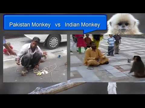 Funny Monkey Dance - Pakistani Monkey Dance vs Indain Monky Dance(new ...