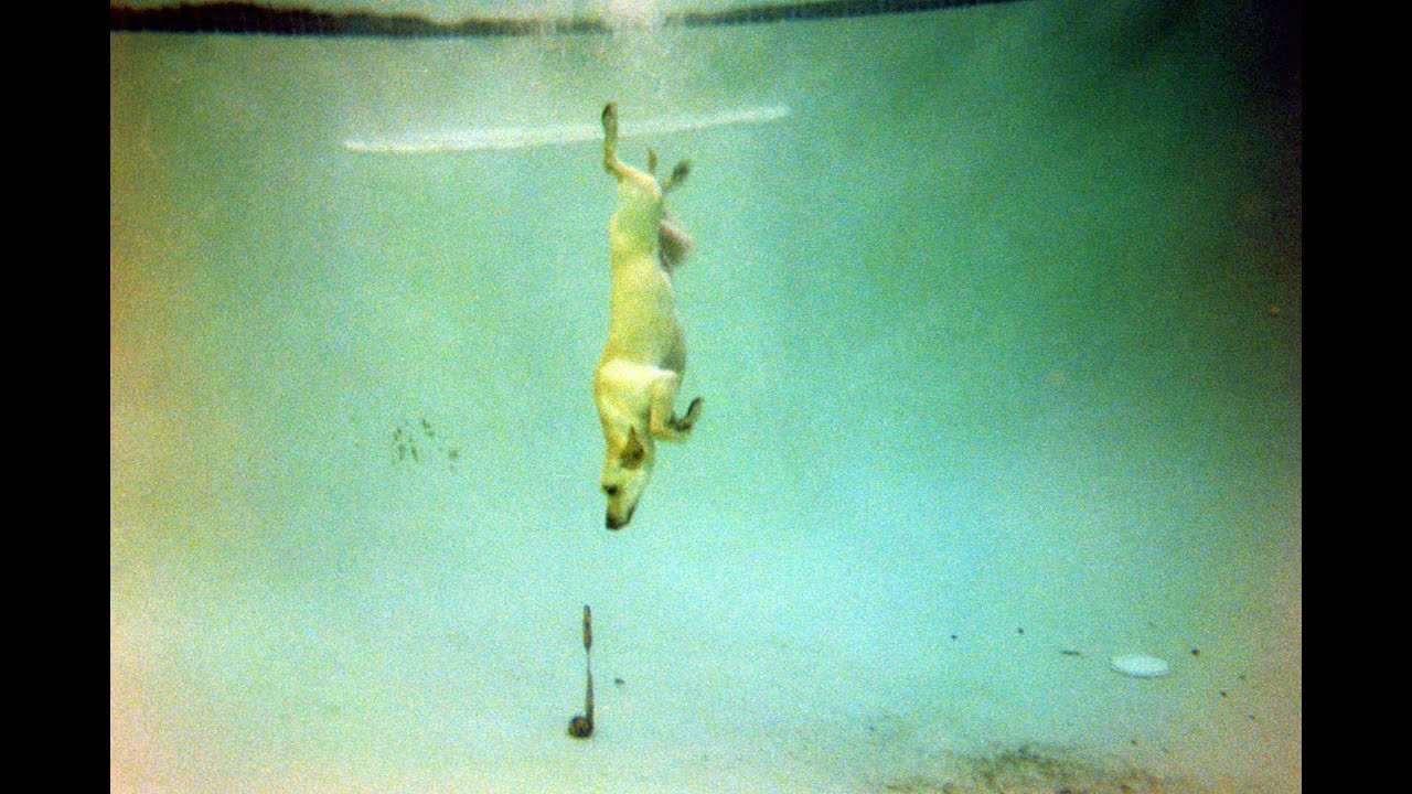 Baylee the deep diving Labrador! - YouTube