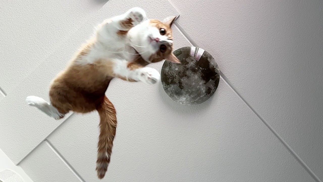 Soaring Cats | The Cutest Flying Moments Ever! - YouTube