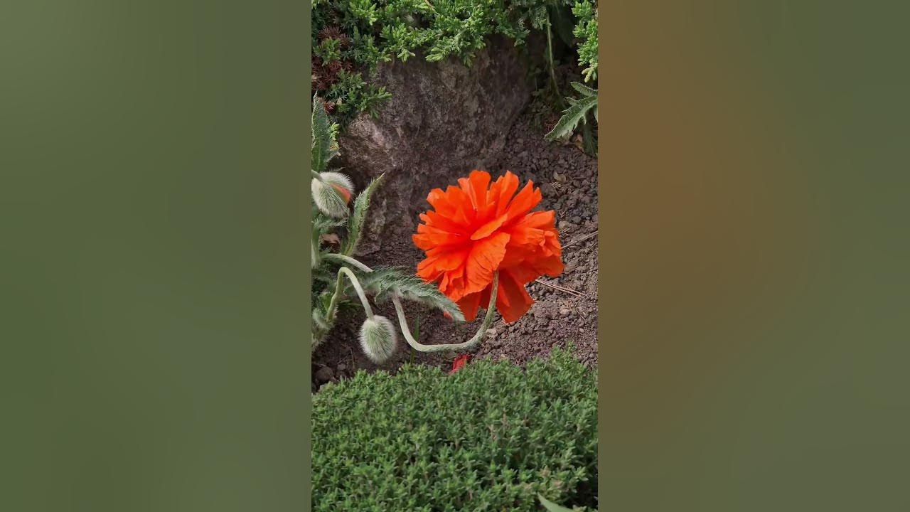 Садовый декоративный мак🌿 #мак #сад #цветы - YouTube