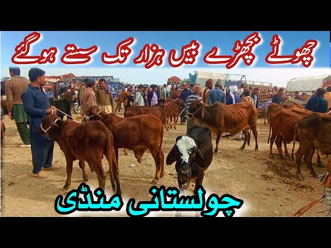 LOW BUDGET CALVES IN PAKISTAN || Sahiwal Cholistani Bachray Price In Madrassa Mandi | Bachra Farming