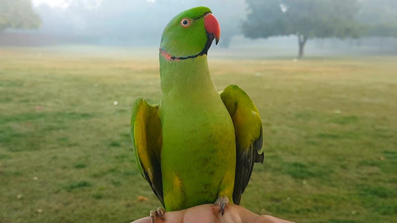 Beautiful Indian Ringneck Talking Parrot Natural Sounds Youtube