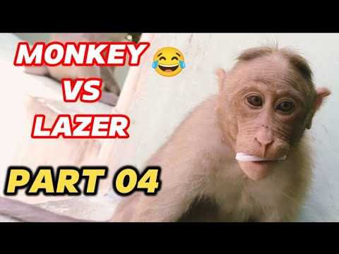 Monkeys playing with Lazer Light| Funniest Monkey Reactions Part 04 ...