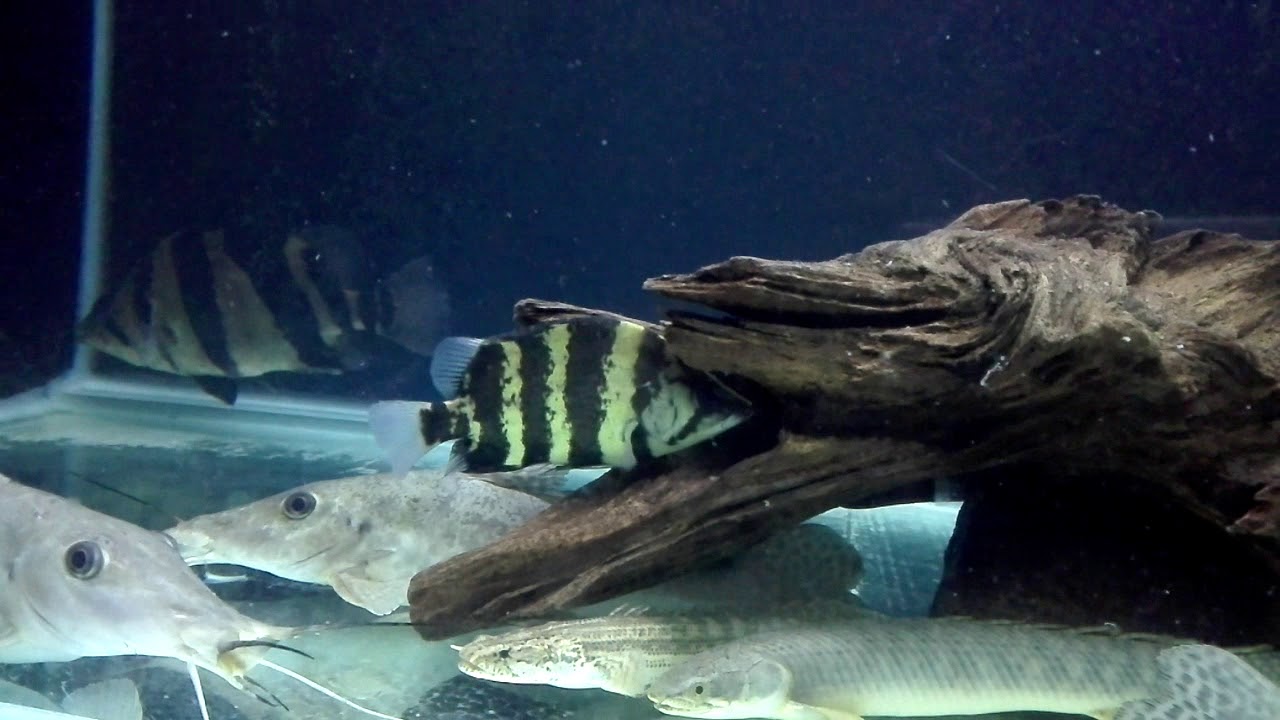 new guinea tiger fish - YouTube