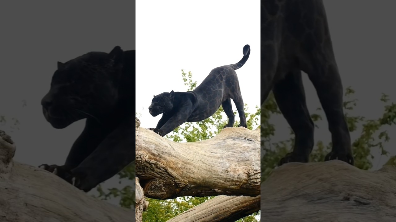 Black panthers gene mutations. - YouTube